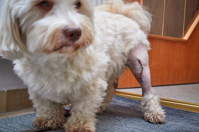 Luxating Patella in Dogs: Causes, Symptoms & Treatment