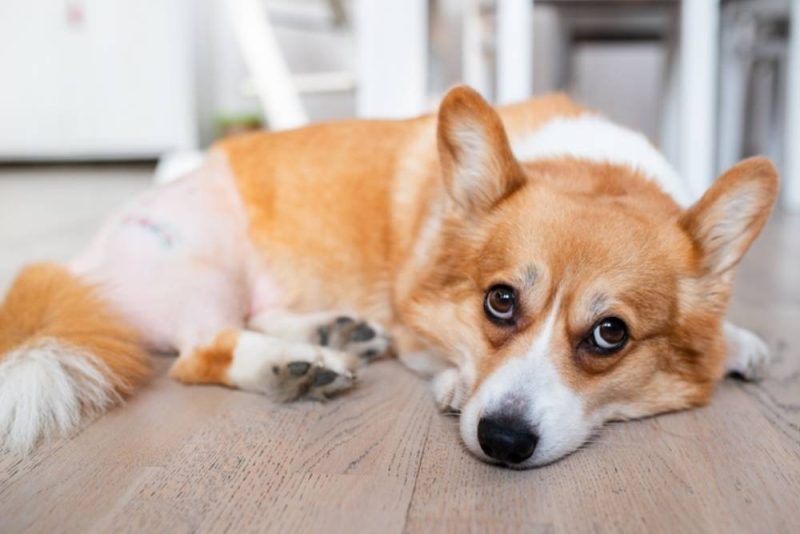 FHO (Femoral Head Ostectomy): A Surgical Option for Pets with Severe ...