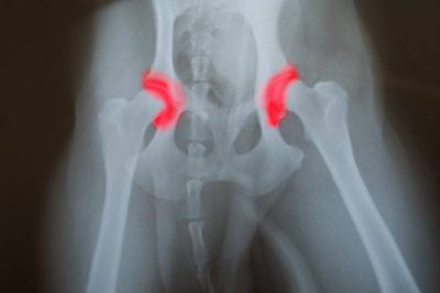 FHO (Femoral Head Ostectomy): A Surgical Option for Pets with Severe ...